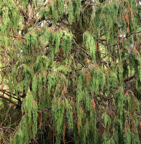 Juniper Tree Types