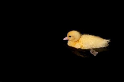 Premium Photo Cute Yellow Duckling Swimming On Black Background