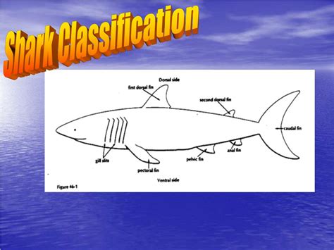 Great White Shark Classification Chart