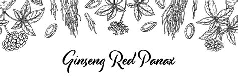 인삼 수평 디자인 스케치 스타일로 손으로 그린 식물 벡터 일러스트레이션 포장 라벨 배지에 사용할 수 있습니다 한방 의학 배경 0명에 대한 스톡 벡터 아트 및 기타 이미지