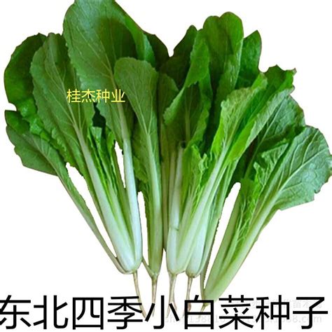 东北青菜 素菜 大山谷图库