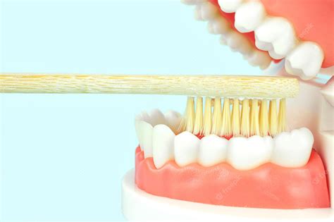 Premium Photo Model Of Human Teeth And Wooden Toothbrush Full Denture