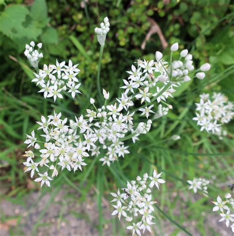 Plants And Flowers In Tokyo And Japanese Culture By Kei Narujima 東京の草花