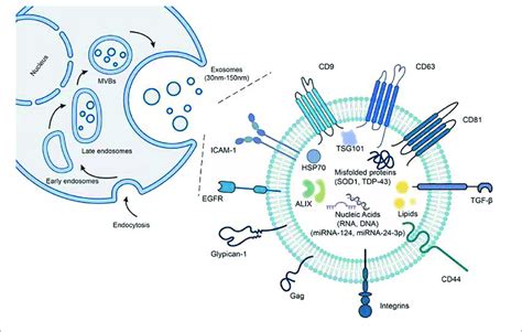Illustration Of Exosome Structure And Associated Proteins And Mirnas