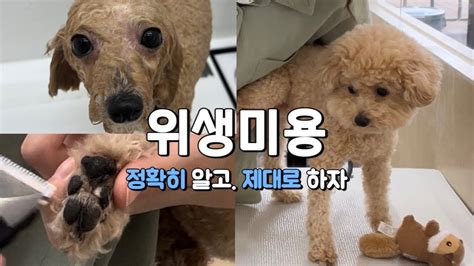 학원에선 절대 알려주지 않았을 위생미용 꿀팁🐾 스트레스 최소화 방법 Youtube