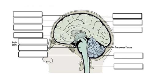 Label The Parts Of The Brain Worksheet