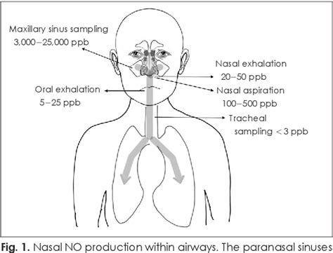 Figure 1 From Nasal Nitric Oxide In The Upper Airway Inflammatory