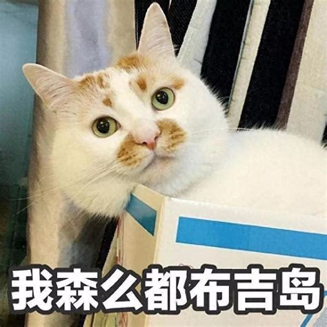 猫咪把你当“亲妈”，还是当“孩子”，这些表现很明显！