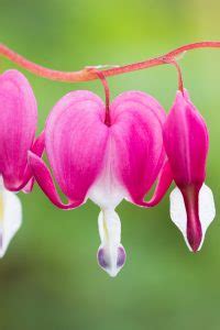 Using Color In Macro Photography The Ultimate Guide To Stunning Shots