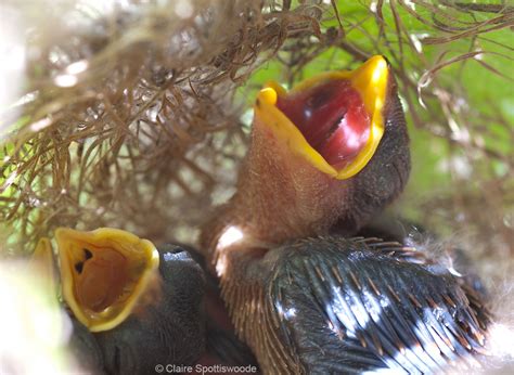 Gouldian Finch Chicks