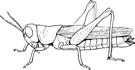 Free Clip Black And White Grasshopper Download Free Clip Black And