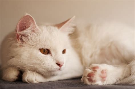 ¿cuáles Son Las Diferencias Entre El Gato Persa Y El Gato De Angora