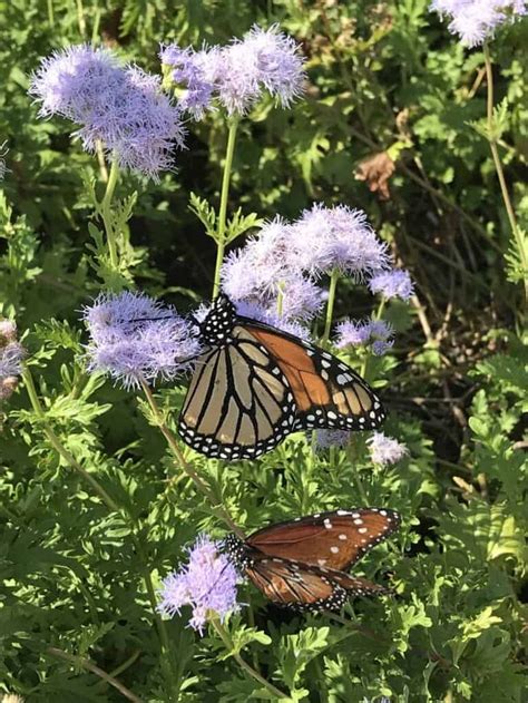Top Plants To Grow In Texas Native Backyards Texas Native Plants