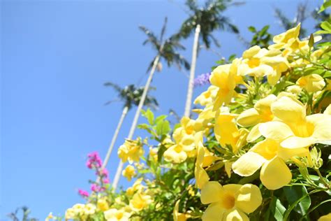 Flwer Trip おきなわ「沖縄の花々について」 沖縄観光情報webサイト おきなわ物語