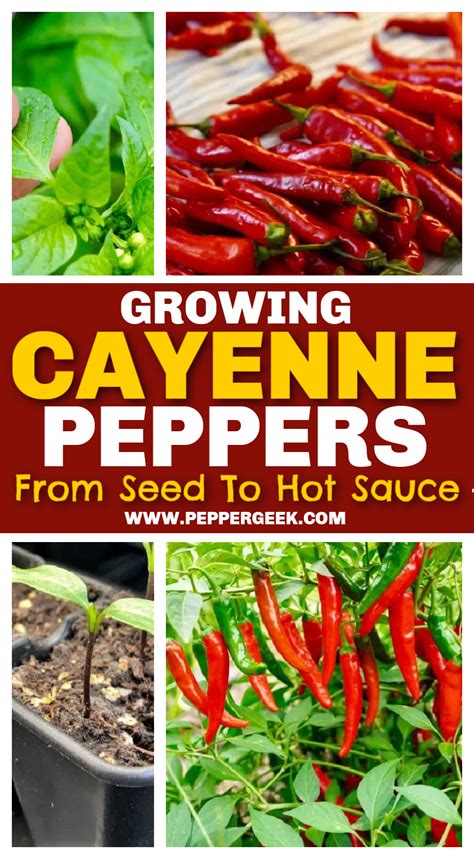 How To Grow Cayenne Peppers