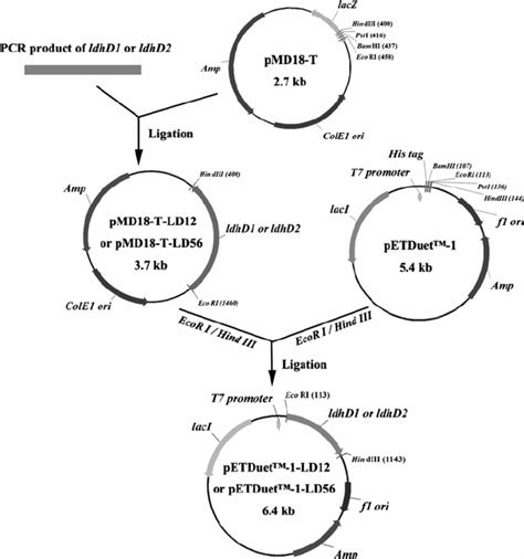 Construction Of The Expression Plasmids Download Scientific Diagram