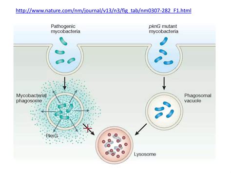 Infection And Bacterial Virulence Factors Pptx