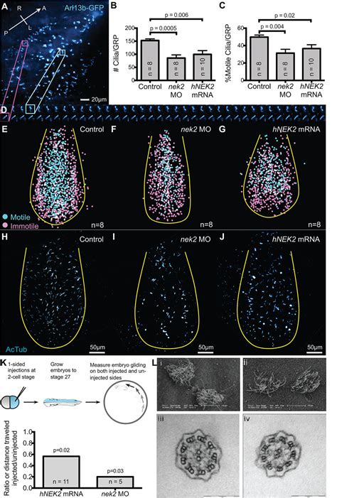 Figure 1 From The Nima Like Kinase Nek2 Is A Key Switch Balancing Cilia