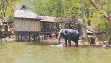 കൊ മ്പു കു ലു ക്കി ചാ ടി വ രു ന്ന ഗ ജ വീ ര ൻ മാ ർ അഗ സ്ത്യ മ ല യു ടെ