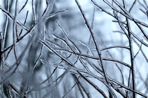 얼음과 고드름이 있는 나무 비가 내린 후 덤불의 가지가 얼음으로 덮여 있습니다 0명에 대한 스톡 사진 및 기타 이미지 0명 가리기 가을 Istock