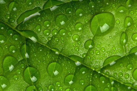 Зеленый цвет (Статья с многочисленными фото) - treepics.ru
