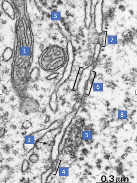 Id Cell Organelles 3 Diagram Quizlet