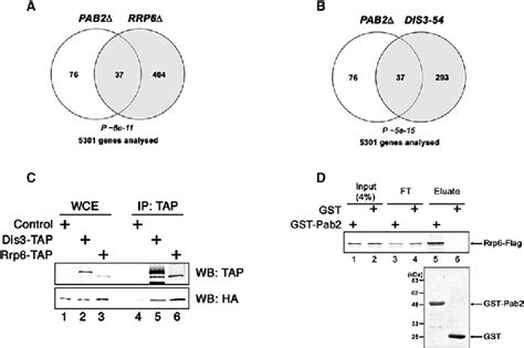 Functional And Physical Associations Between Pab2 And The Nuclear