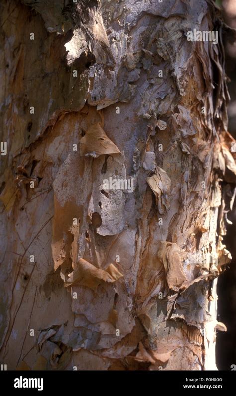 Trunk Of The Paperbark Tree Melaleuca Quinquenervia Australia Stock