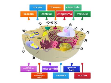 Structura Celulei Labelled Diagram