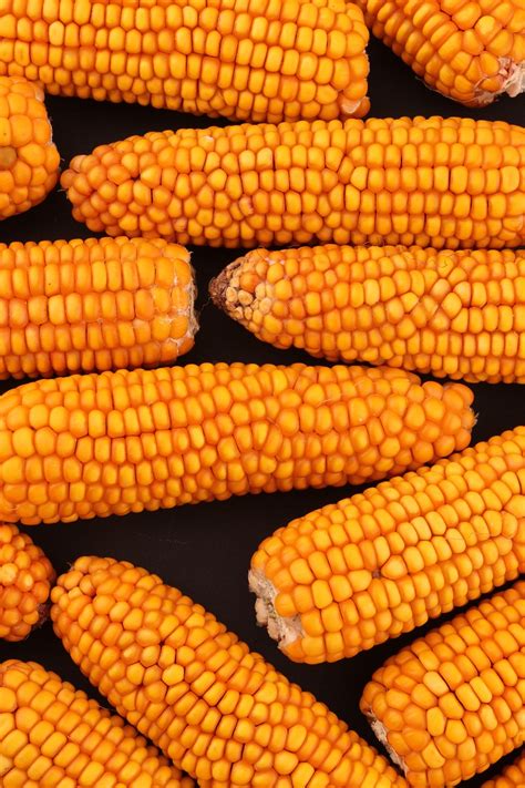 옥수수 속대 단 인도 Pixabay의 무료 사진