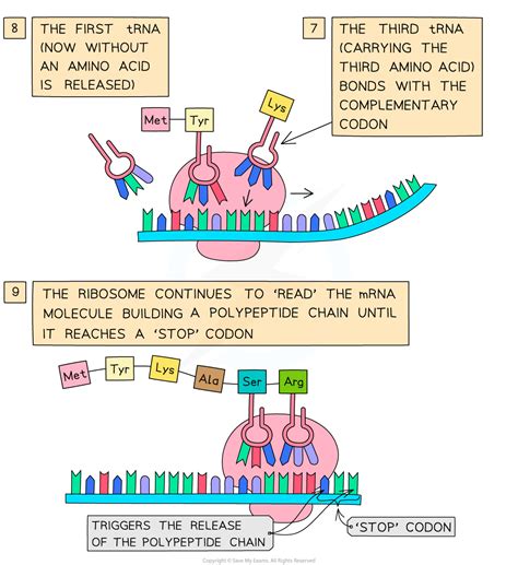 Translation 2 6 2 Dp Ib Biology Sl Revision Notes 2016 Save My Exams