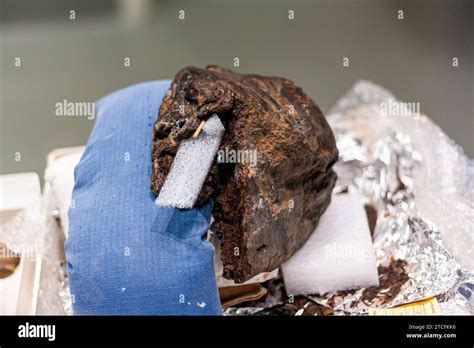 Fossils Being Repaired In A Paleontology Laboratory Reconstructing