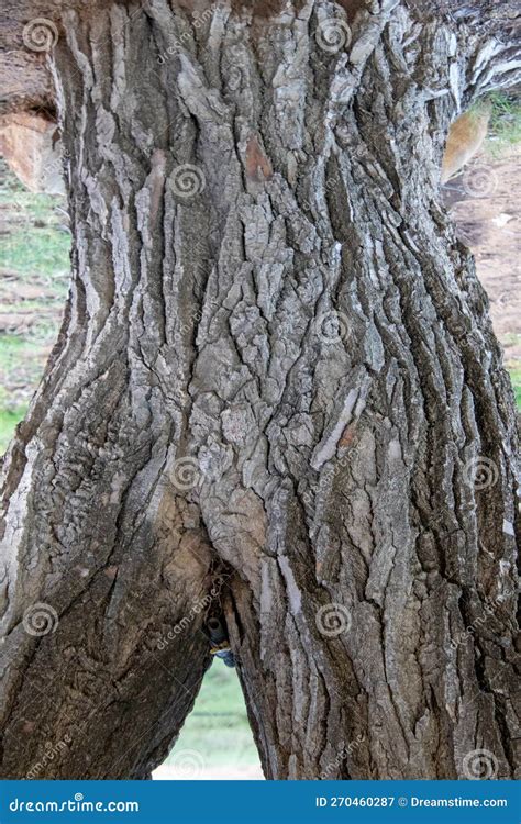 Human Body Shape In The Trunk Of A Tree Stock Image Image Of Body