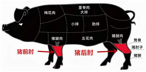 猪前肘后肘区分图片猪肘子图文秘苑图库