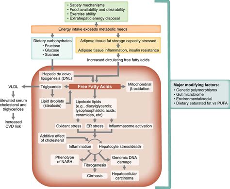 Hepatology
