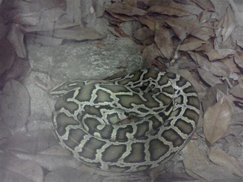 Burmese Python Juvenile Burmese Python Exotic Burmese