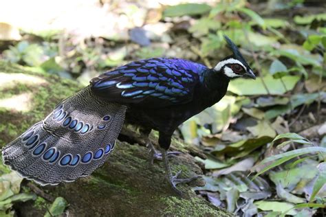 Mengenal Pahlawan Peacock Pheasant Jenis Burung Pheasant Yang Sekilas