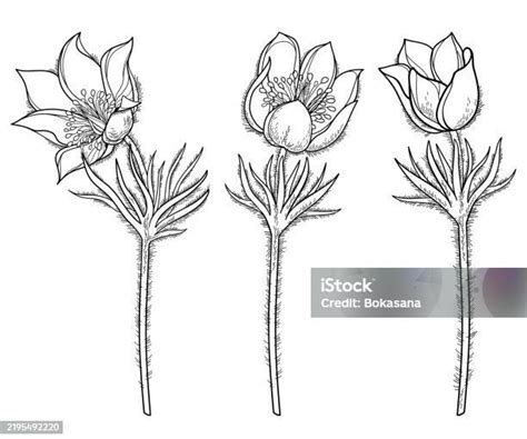 윤곽선의 집합 미국 Pasqueflower 또는 대초원 크로커스 에서 검정 고립된 통하고 있는 백색 배경 0명에 대한 스톡 벡터 아트 및 기타 이미지 Istock