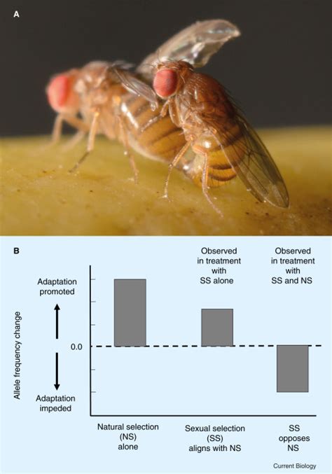 Evolution Sex Limits Adaptation Current Biology