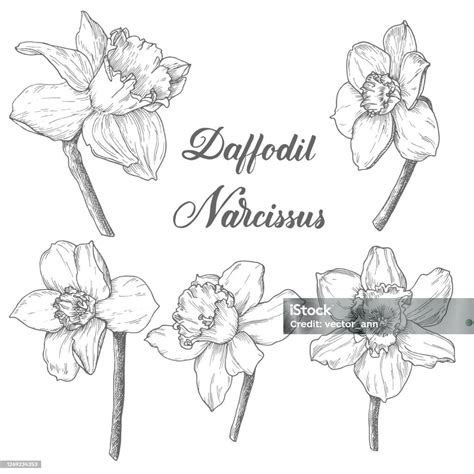 수선화 세트 검은 손으로 그린 흑백 에칭 식물 초안 흰색 배경에 고립 된 수선화 스케치 검은색에 대한 스톡 벡터 아트 및 기타 이미지 Istock
