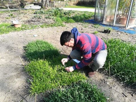 C4c Fosc On Linkedin Sampling Barley For Experiments To Uncover Resistant Genotypes To Climate…