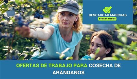 Ofertas de trabajo para cosecha de arándanos Postúlate Aquí