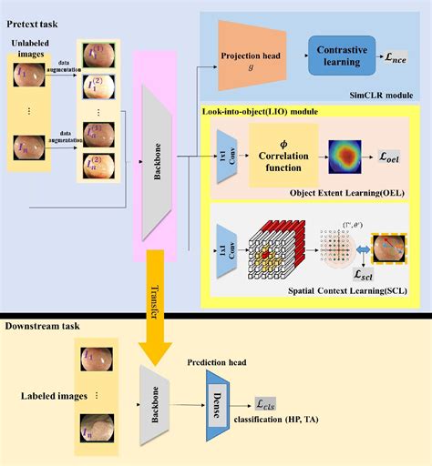 Figure 2 From Classification Of Polyps In Endoscopic Images Using Self Supervised Structured