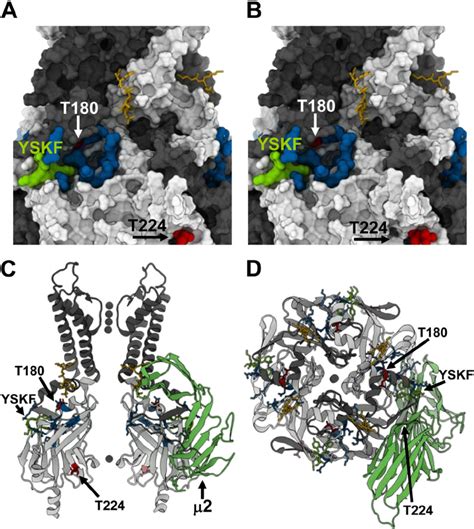 Homology Model Of Kir6 2 A A Three Dimensional Model Of Kir6 2 Download Scientific Diagram
