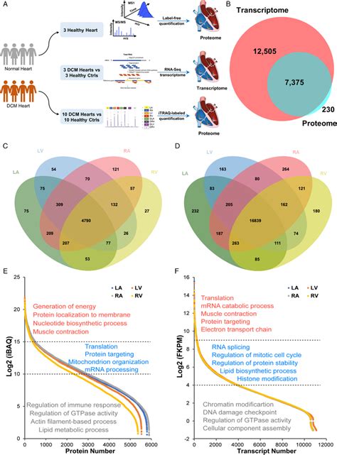 Global Transcriptomic And Proteomic Profiling In Heart A Workflow Of
