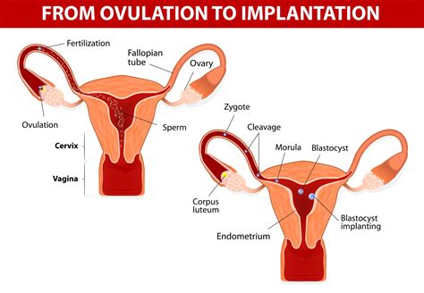 What Is The Corpus Luteum