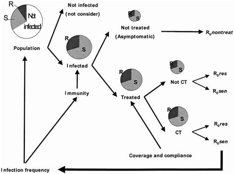 simplified model structure simulating one iteration where immunity has