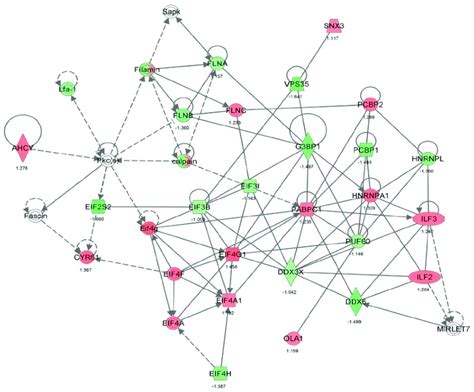 Vancomycin Regulated Protein Synthesis Cellular Movement And Gene