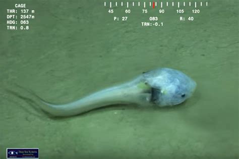 Bony Eared Assfish Naturerules1 Wiki Fandom