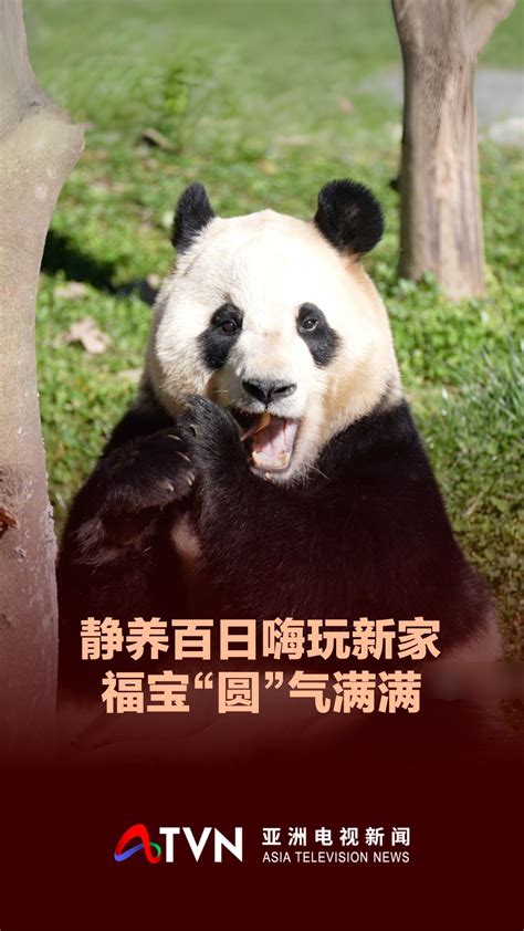 Atv News 亚洲电视新闻 34岁的中国女星 吴谨言 近日被爆已秘密产女，正式升级为新手妈妈！虽然关于怀孕一事，她始终未正面回应，但